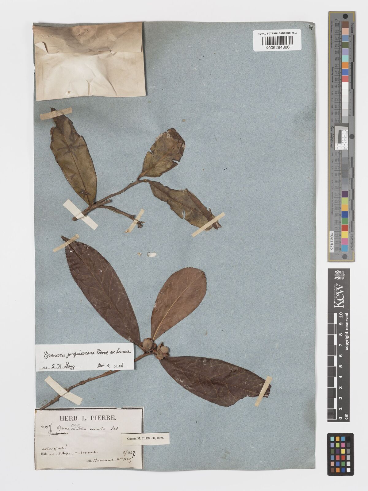 Pyrenaria jonquieriana Pierre | Plants of the World Online | Kew Science