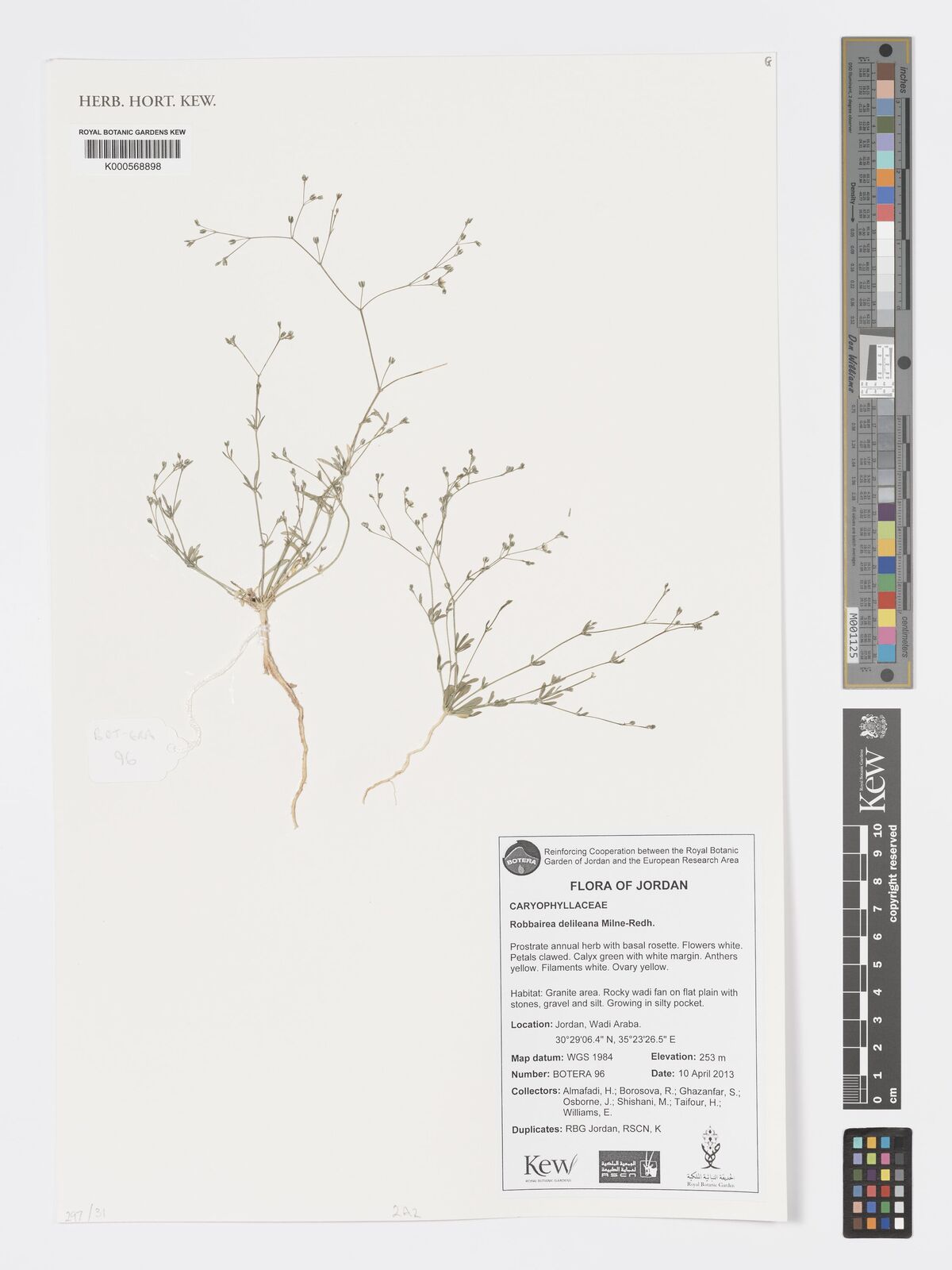 Polycarpaea robbairea subsp. robbairea | Plants of the World Online ...