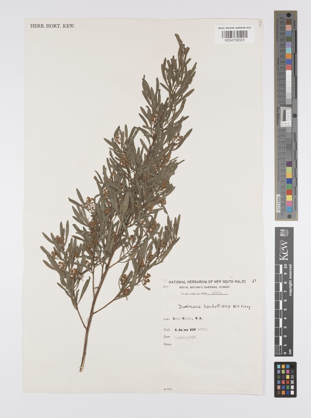 Dodonaea hackettiana W.Fitzg. | Plants of the World Online | Kew Science