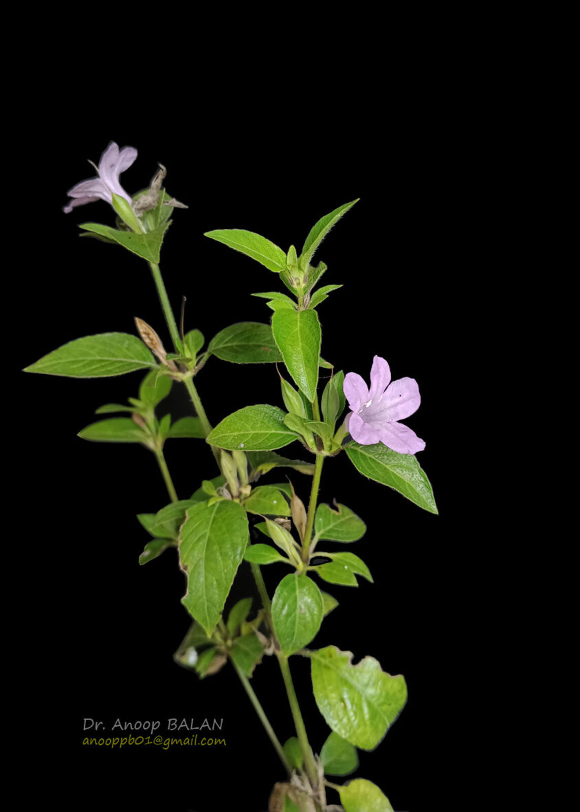 Ruellia prostrata var. prostrata | Plants of the World Online | Kew Science