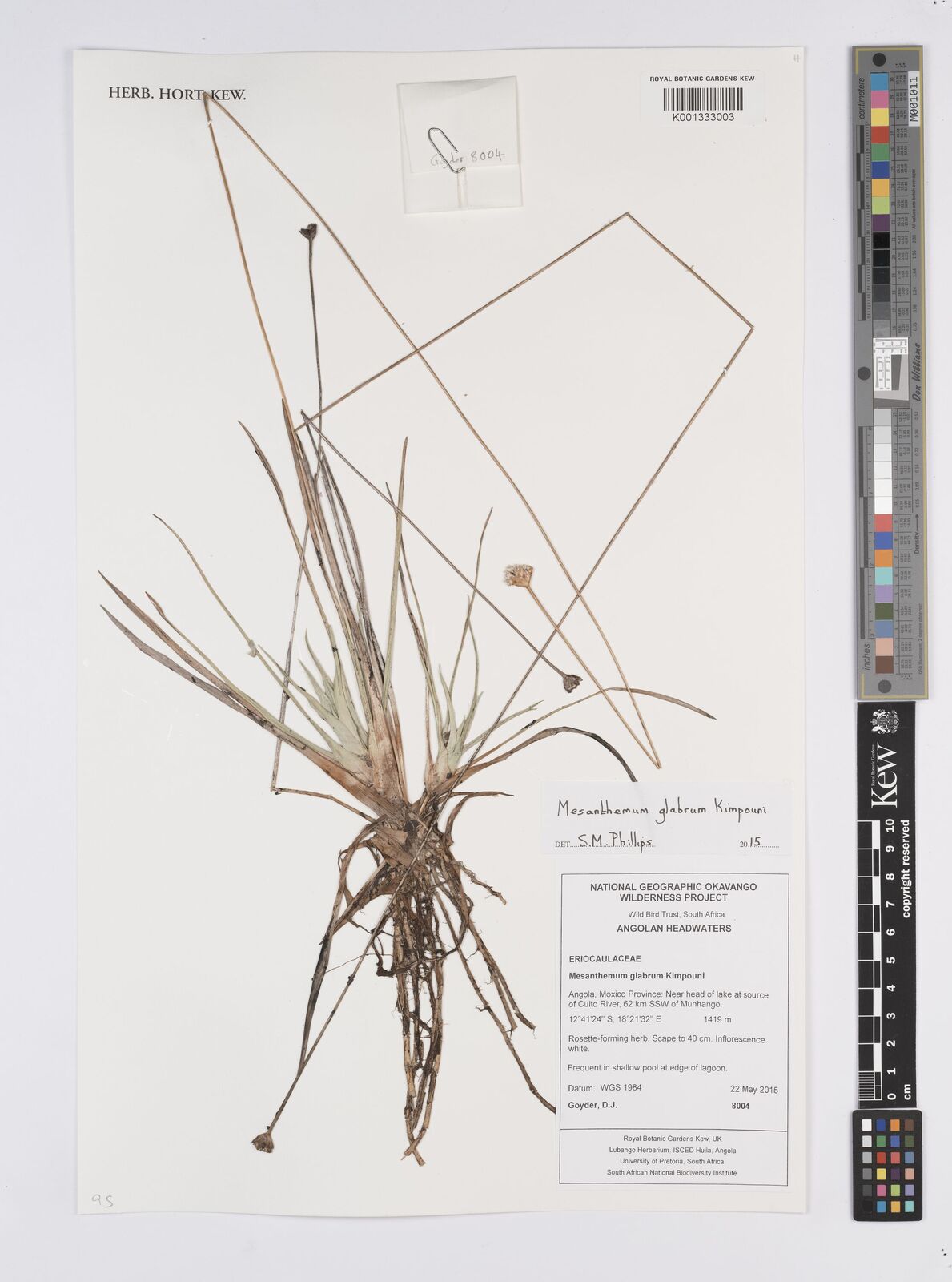 Mesanthemum glabrum Kimp. | Plants of the World Online | Kew Science