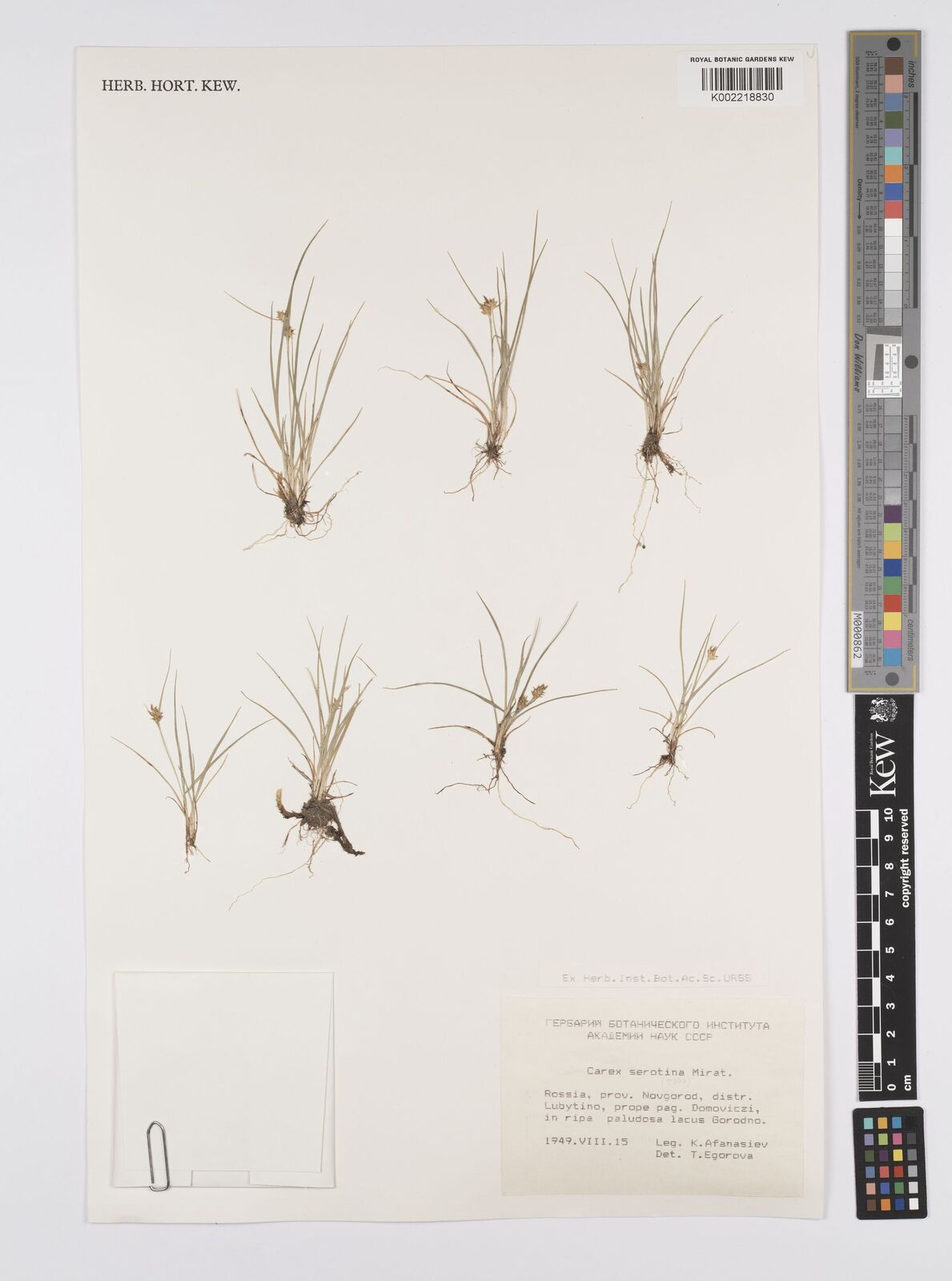 Carex pilulifera subsp. pilulifera | Plants of the World Online | Kew ...