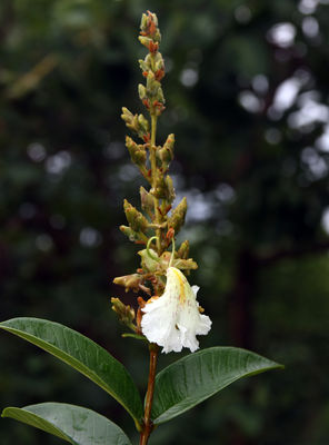 Qualea multiflora Mart. | Plants of the World Online | Kew Science