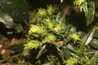 Strobilanthes crispa (L.) Blume | Plants of the World Online | Kew Science
