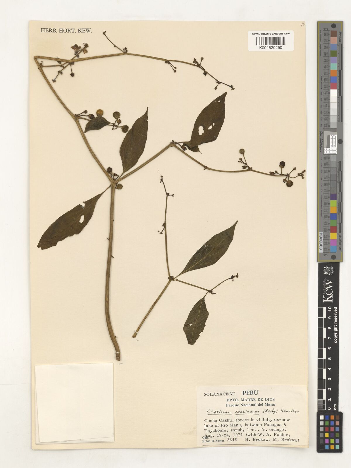 Capsicum coccineum (Rusby) Hunz. | Plants of the World Online | Kew Science