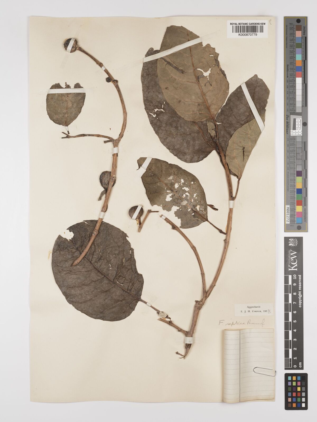 Ficus septica Burm.f. | Plants of the World Online | Kew Science