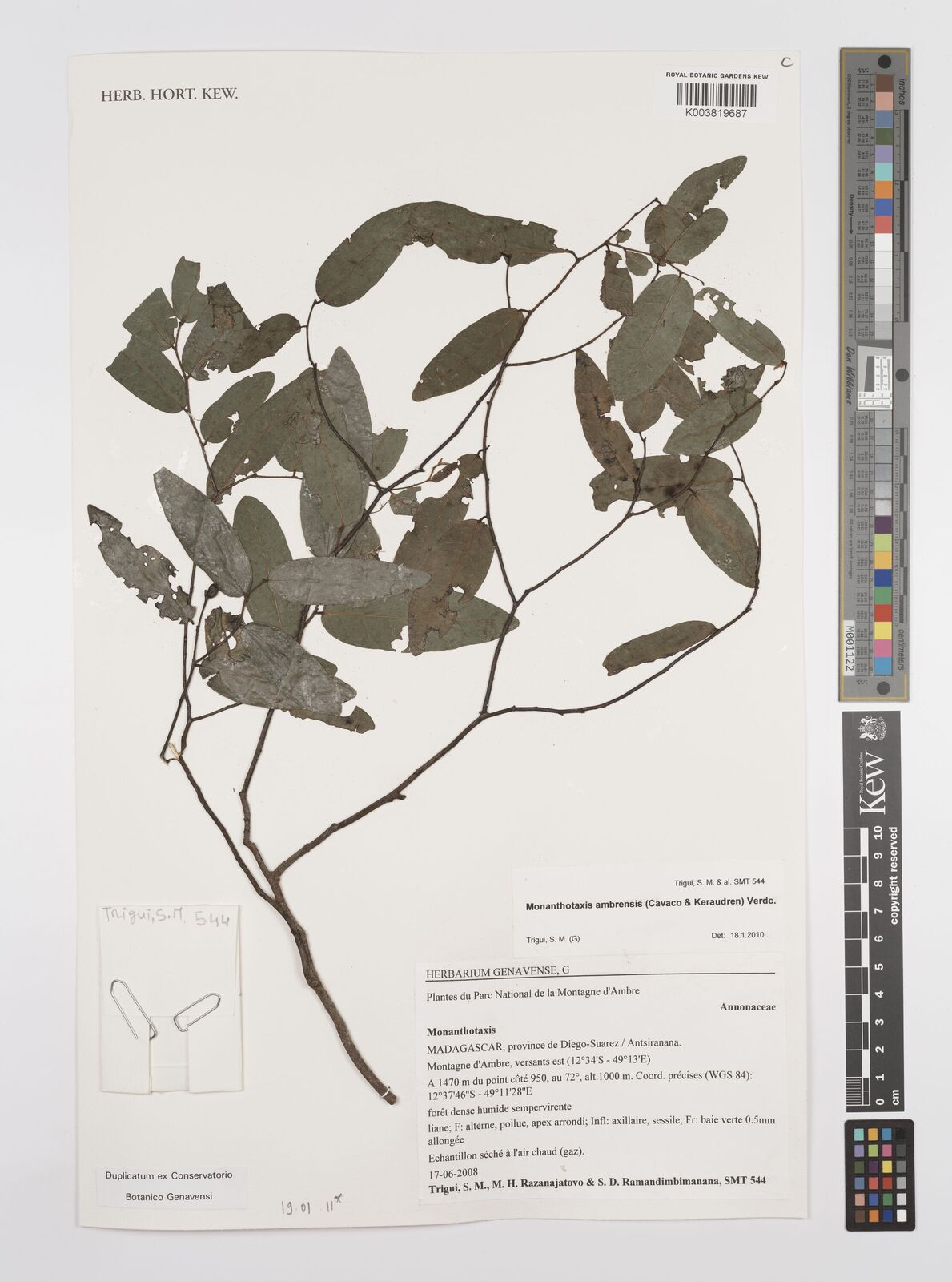 Monanthotaxis ambrensis (Cavaco & Keraudren) Verdc. | Plants of the ...