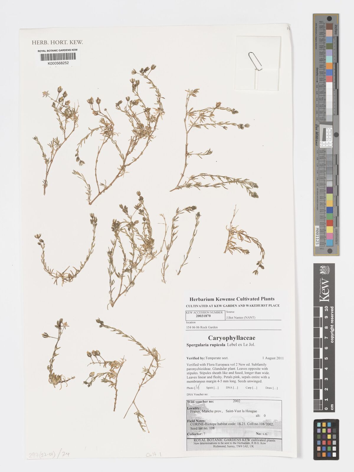 Spergularia rupicola Lebel | Plants of the World Online | Kew Science