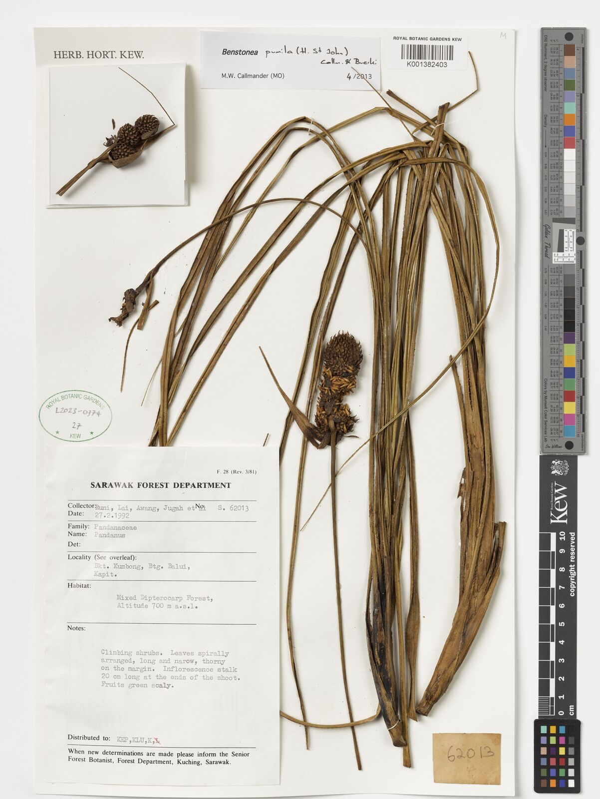 Benstonea pumila (H.St.John) Callm. & Buerki | Plants of the World ...