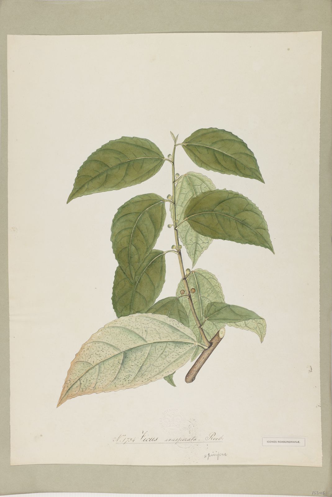 Ficus ampelos Burm.f. | Plants of the World Online | Kew Science