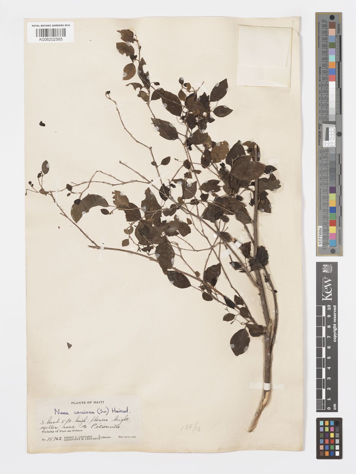 Neea coccinea (Sw.) Heimerl | Plants of the World Online | Kew Science