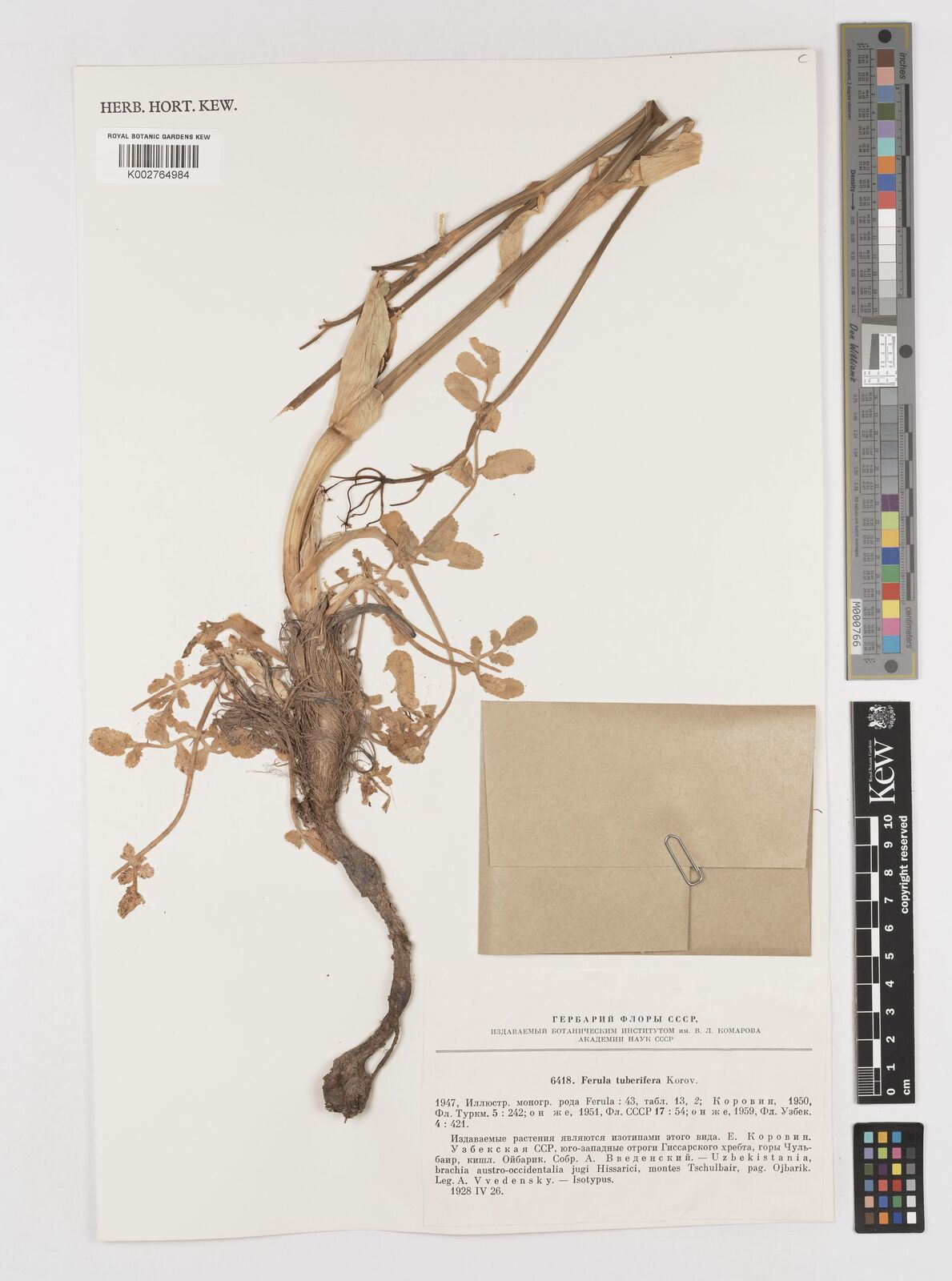 Ferula tuberifera Korovin | Plants of the World Online | Kew Science