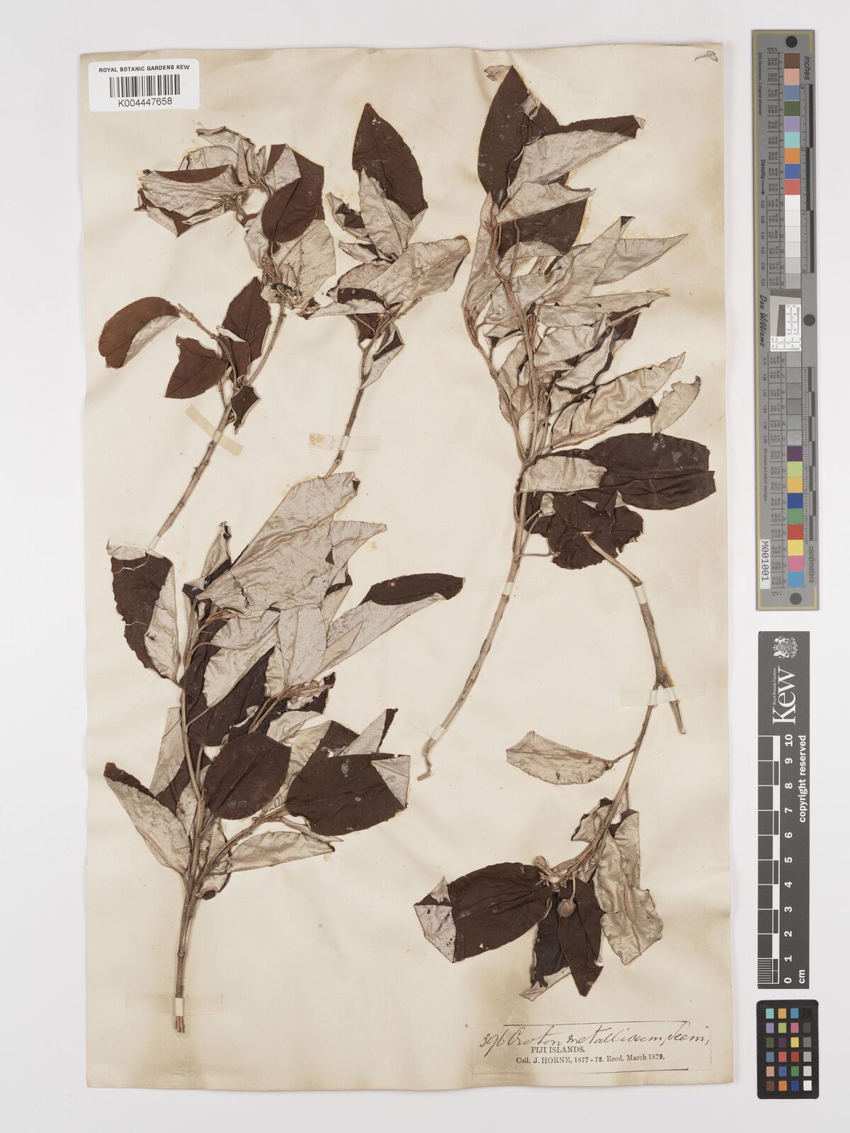 Croton metallicus Müll.Arg. | Plants of the World Online | Kew Science