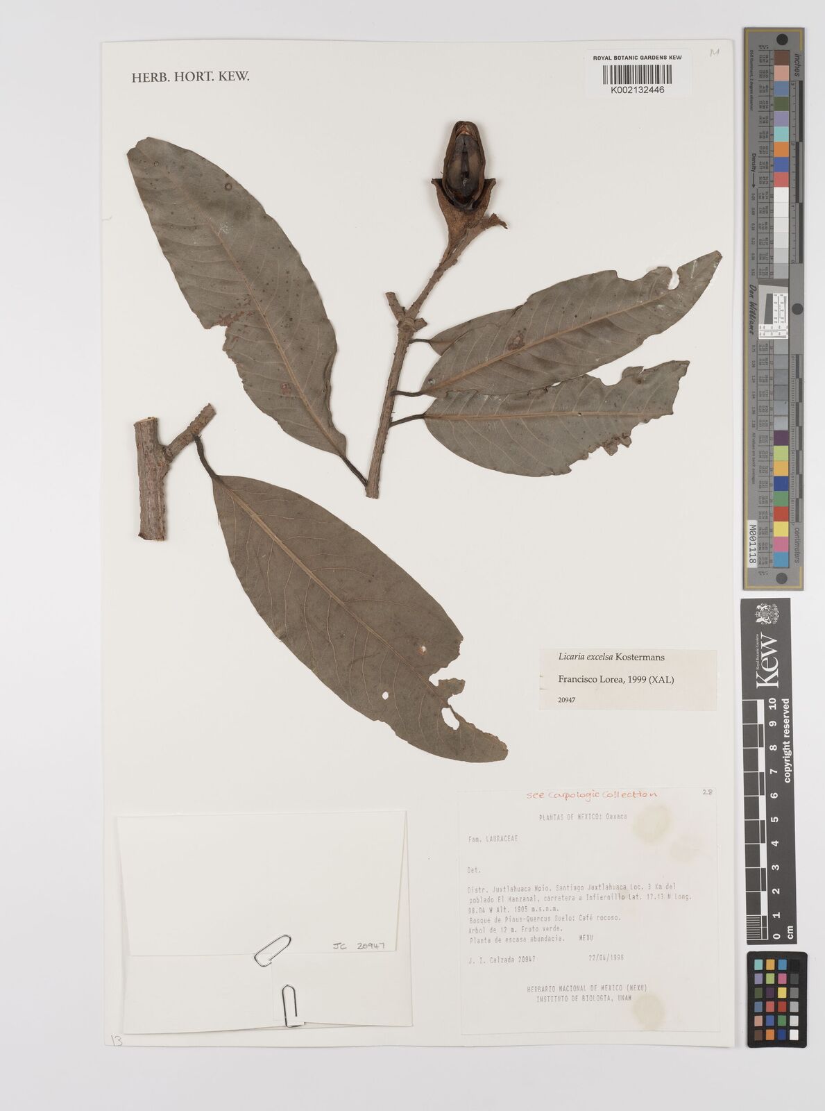 Licaria excelsa Kosterm. | Plants of the World Online | Kew Science