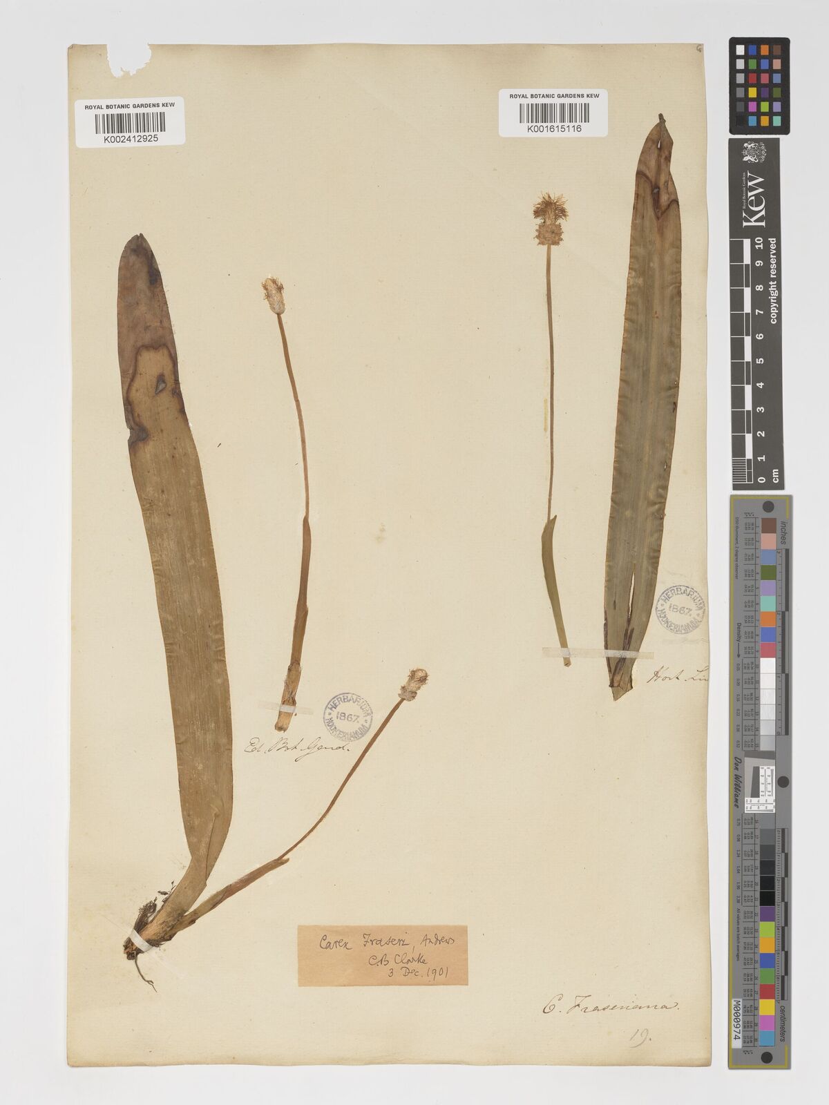 Carex fraseriana Ker Gawl. | Plants of the World Online | Kew Science