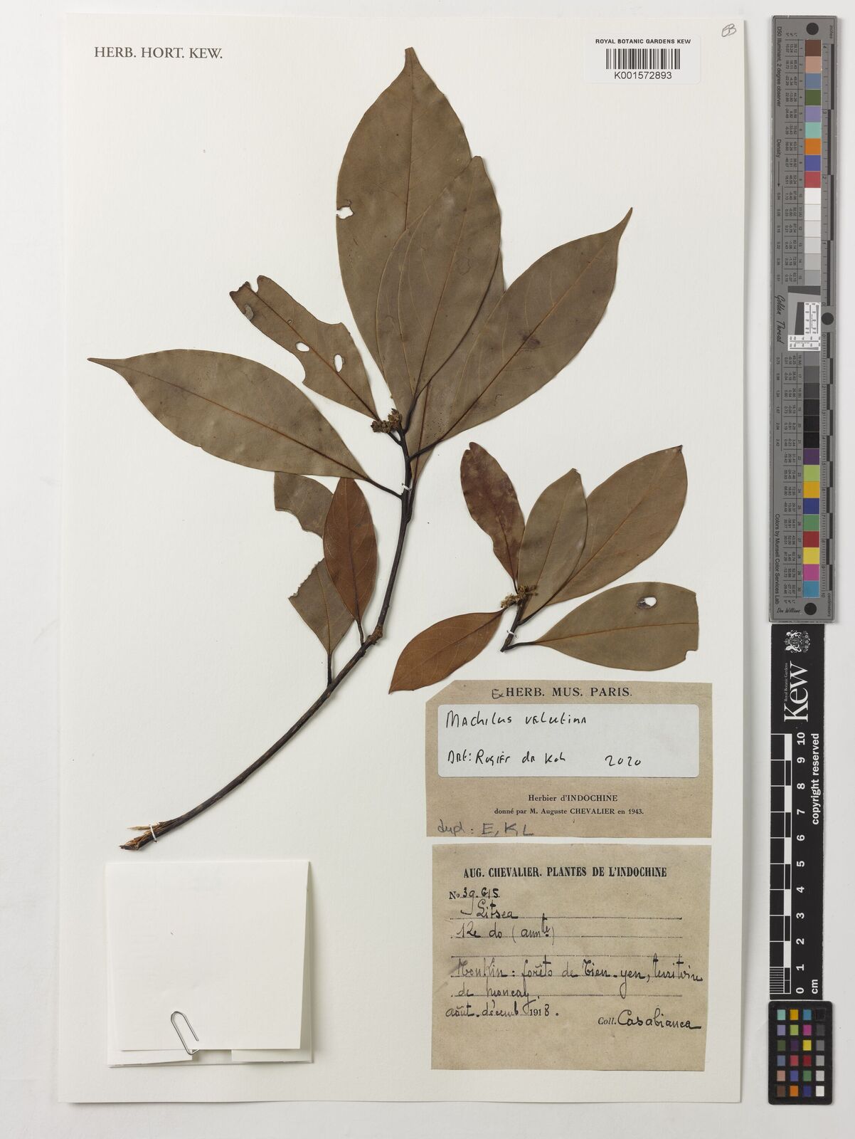 Machilus velutinus Champ. ex Benth. | Plants of the World Online | Kew ...