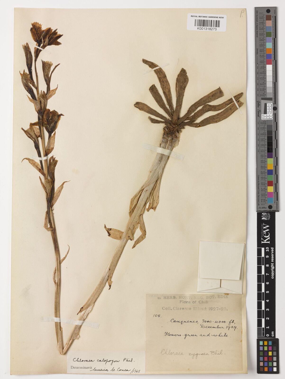 Chloraea prodigiosa Rchb.f. | Plants of the World Online | Kew Science