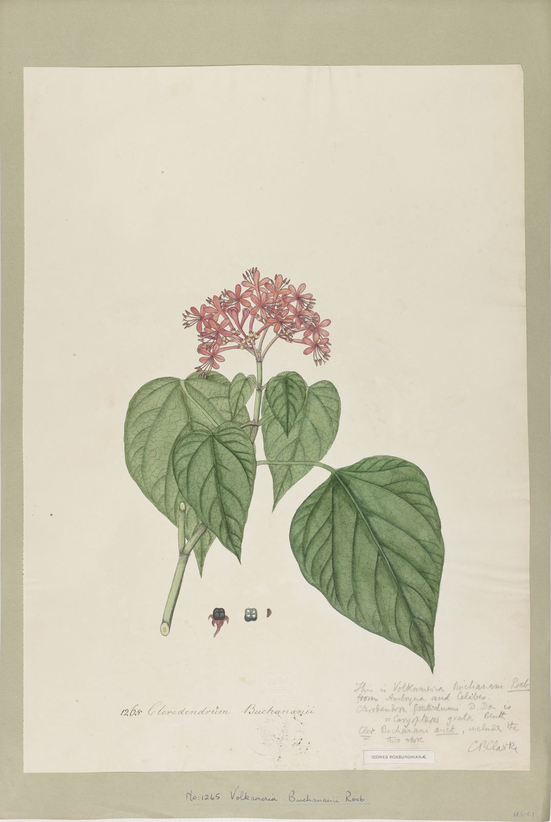 Clerodendrum buchananii (Roxb.) Walp. | Plants of the World Online ...