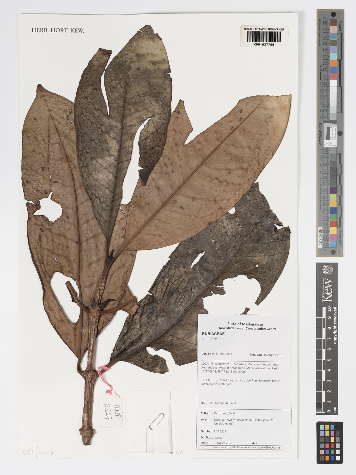 Pyrostria revoluta (Balf.f.) Razafim., Lantz & B.Bremer | Plants of the ...