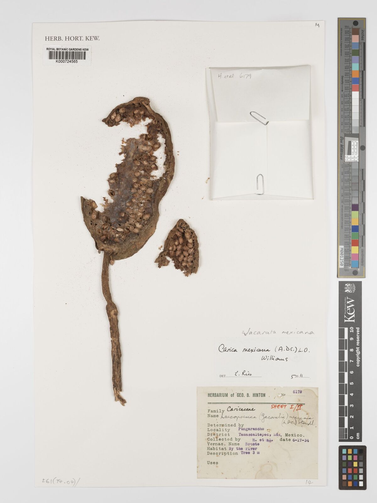 Jacaratia mexicana A.DC. | Plants of the World Online | Kew Science