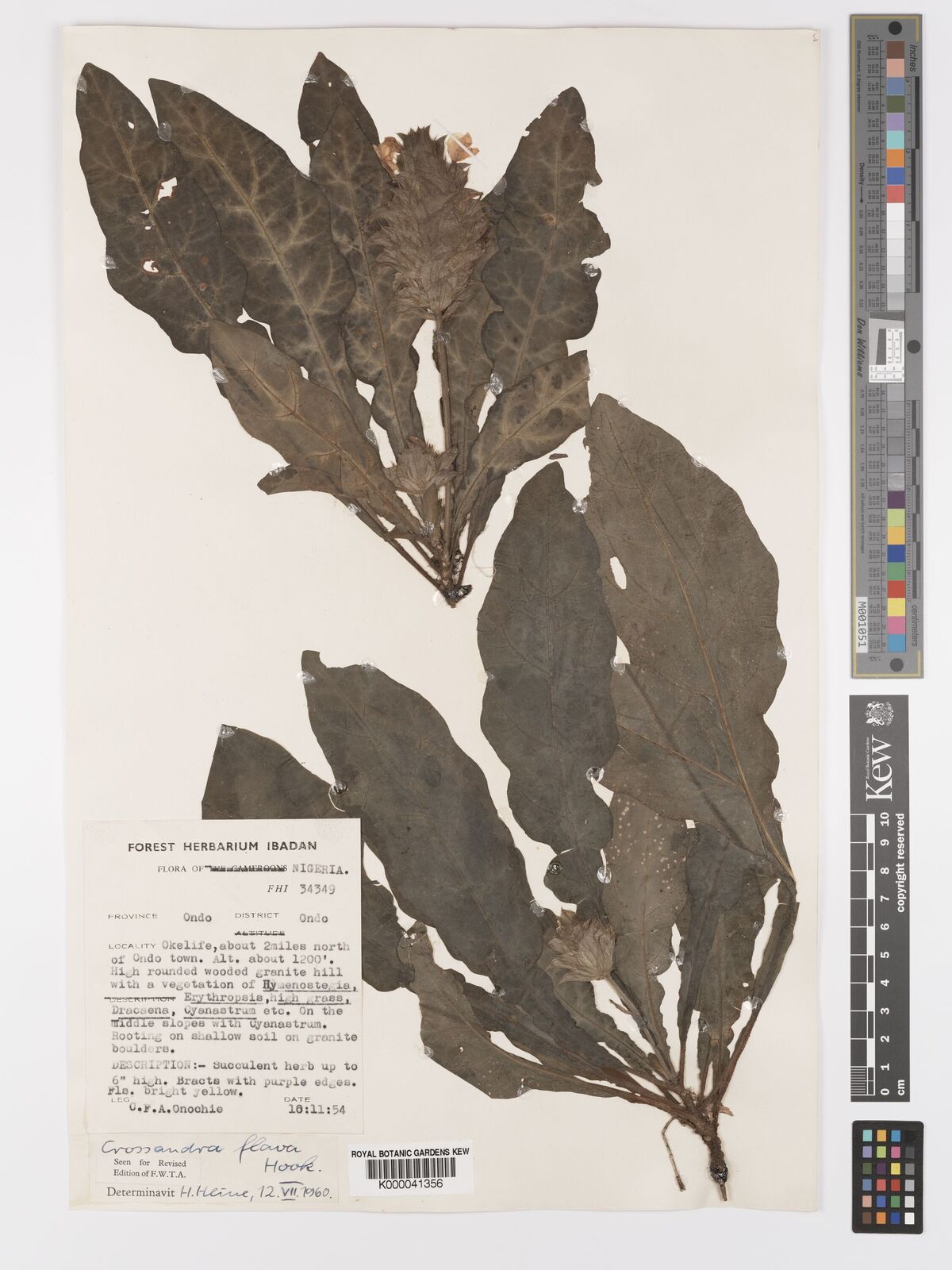 Crossandra flava Hook. | Plants of the World Online | Kew Science