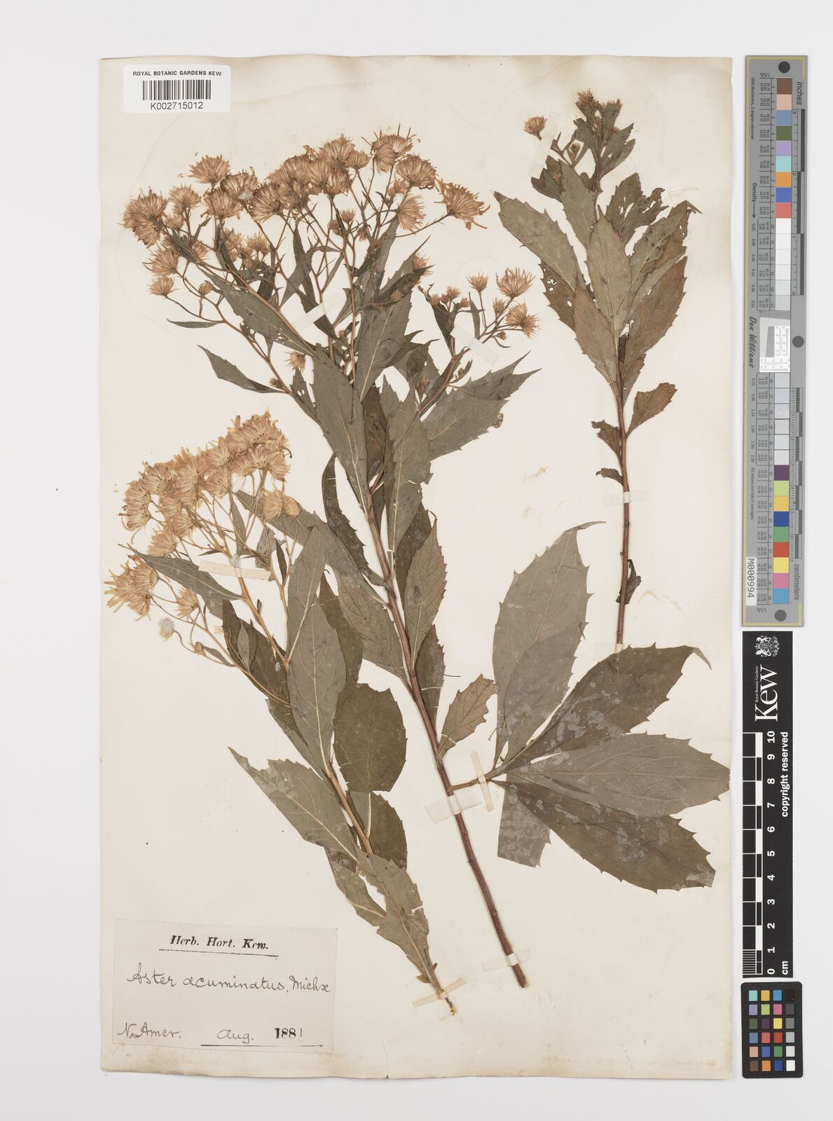 Oclemena acuminata (Michx.) Greene | Plants of the World Online | Kew ...