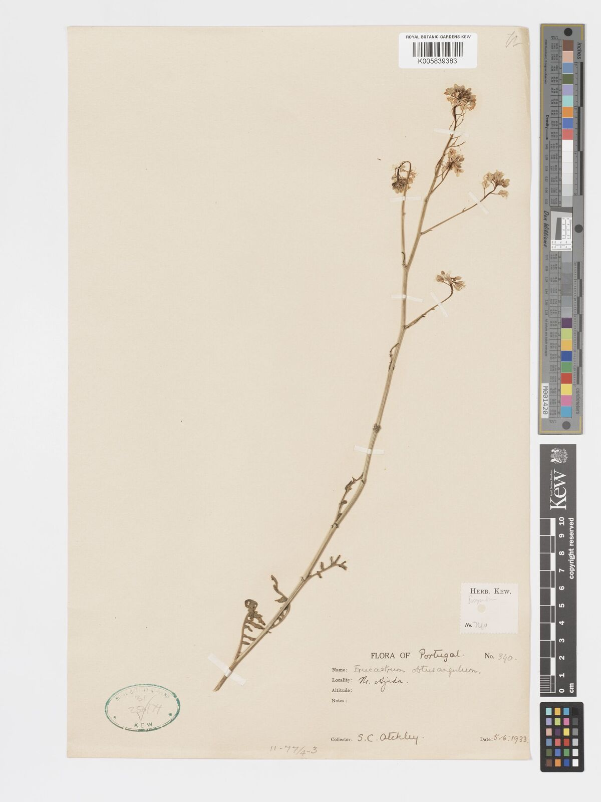 Coincya monensis subsp. cheiranthos (Vill.) C.Aedo Pérez, Leadlay ...