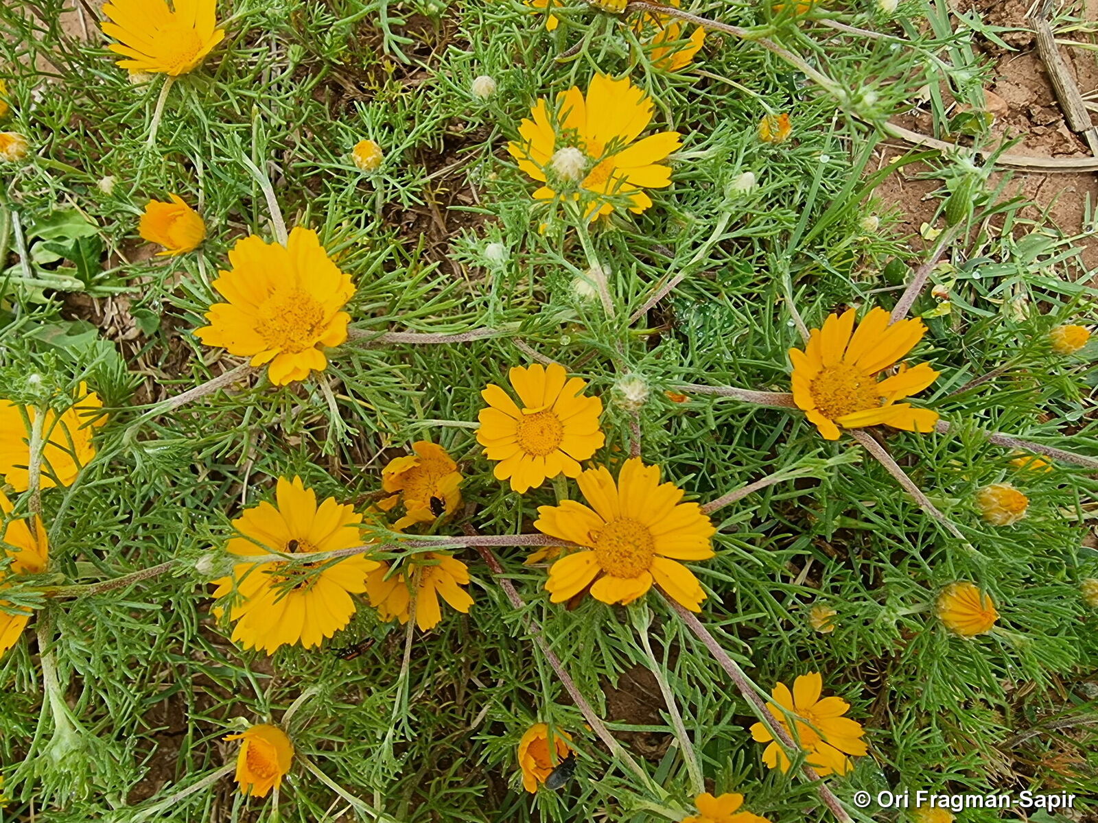 Cladanthus arabicus (L.) Cass. | Plants of the World Online | Kew Science