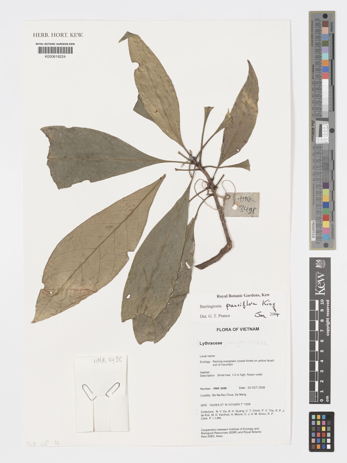 Barringtonia pauciflora King | Plants of the World Online | Kew Science