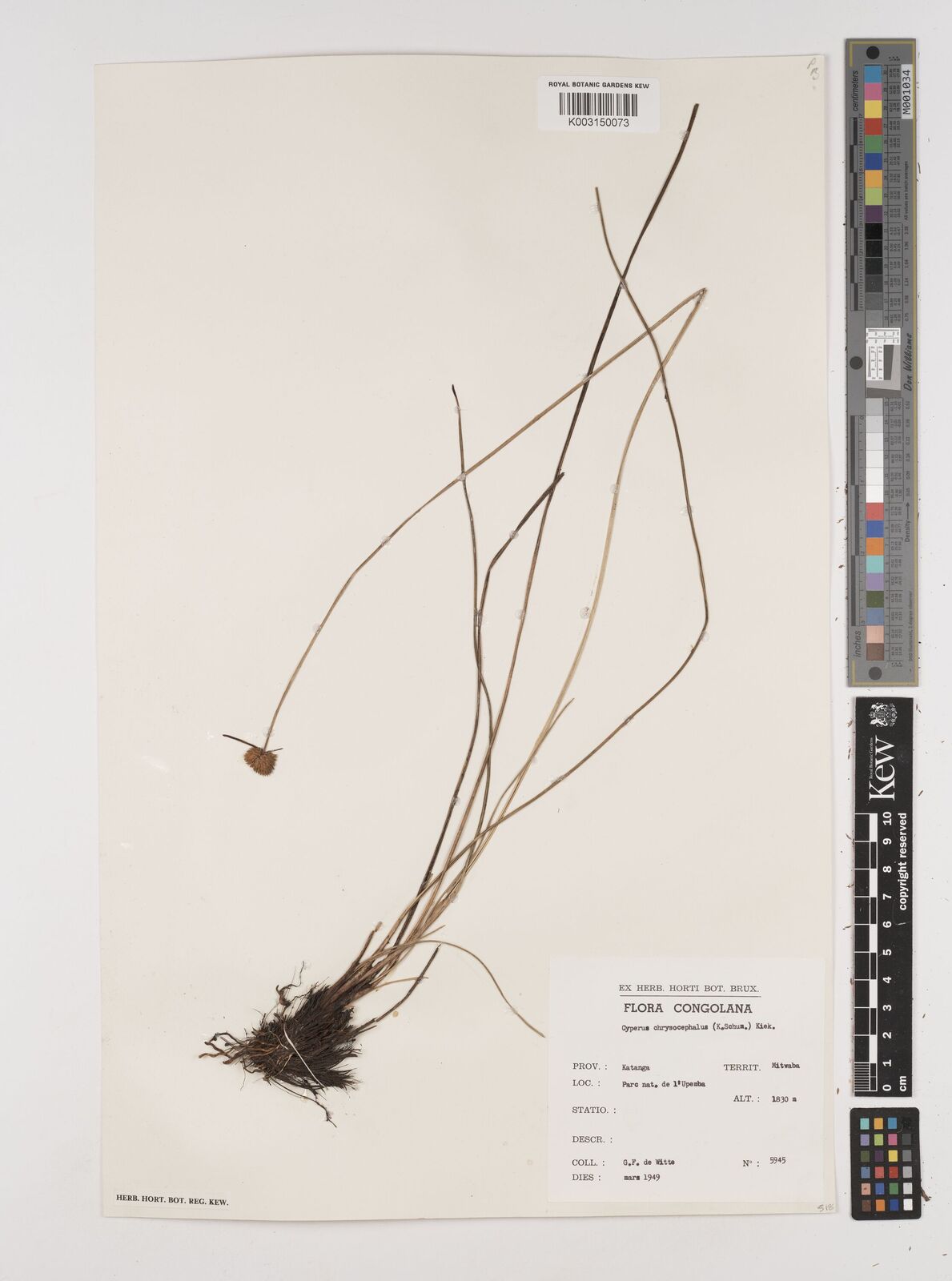 Cyperus chrysocephalus (K.Schum.) Kük. | Plants of the World Online ...