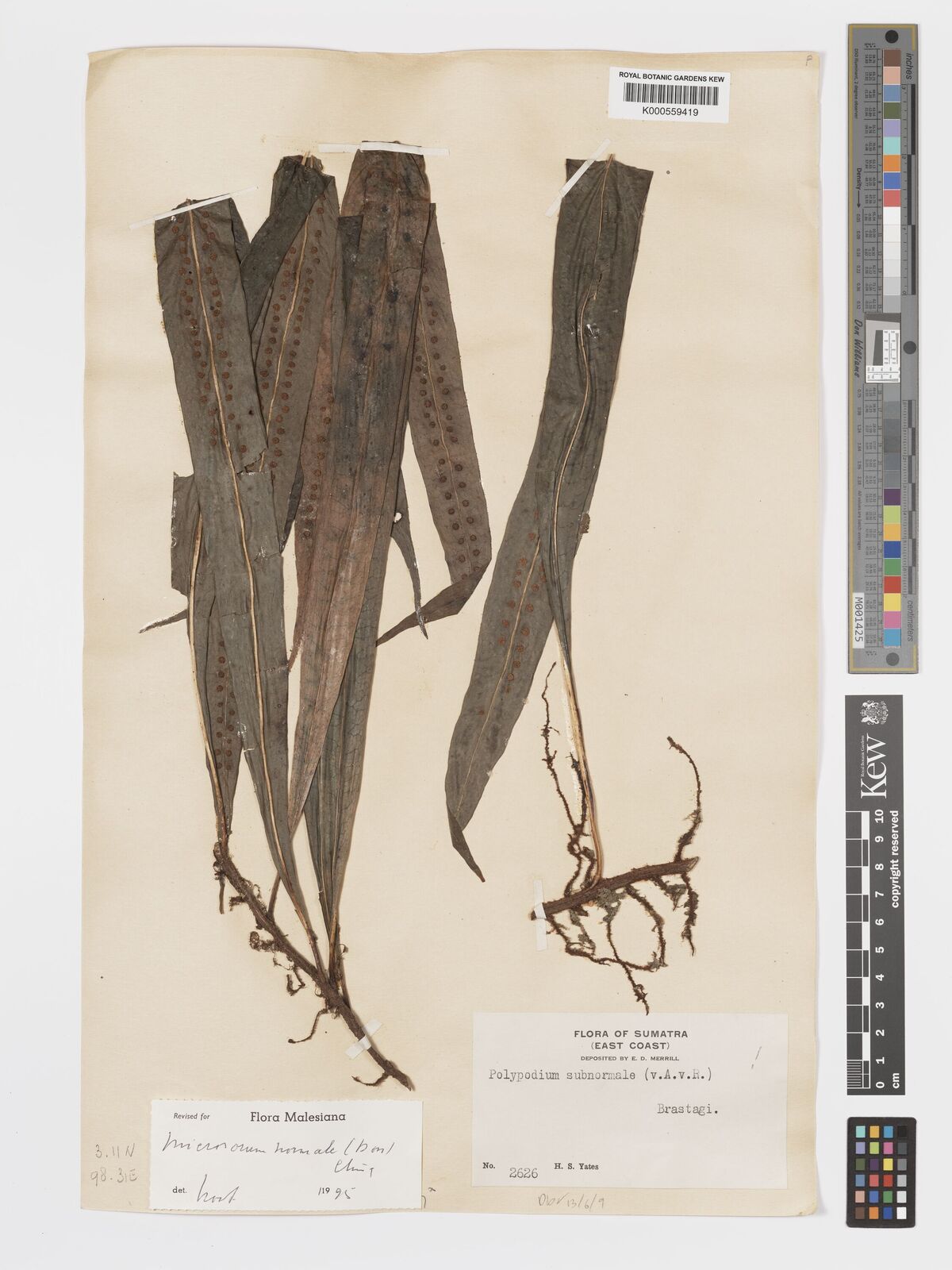 Lepisorus normalis (D.Don) C.F.Zhao, R.Wei & X.C.Zhang | Plants of the ...