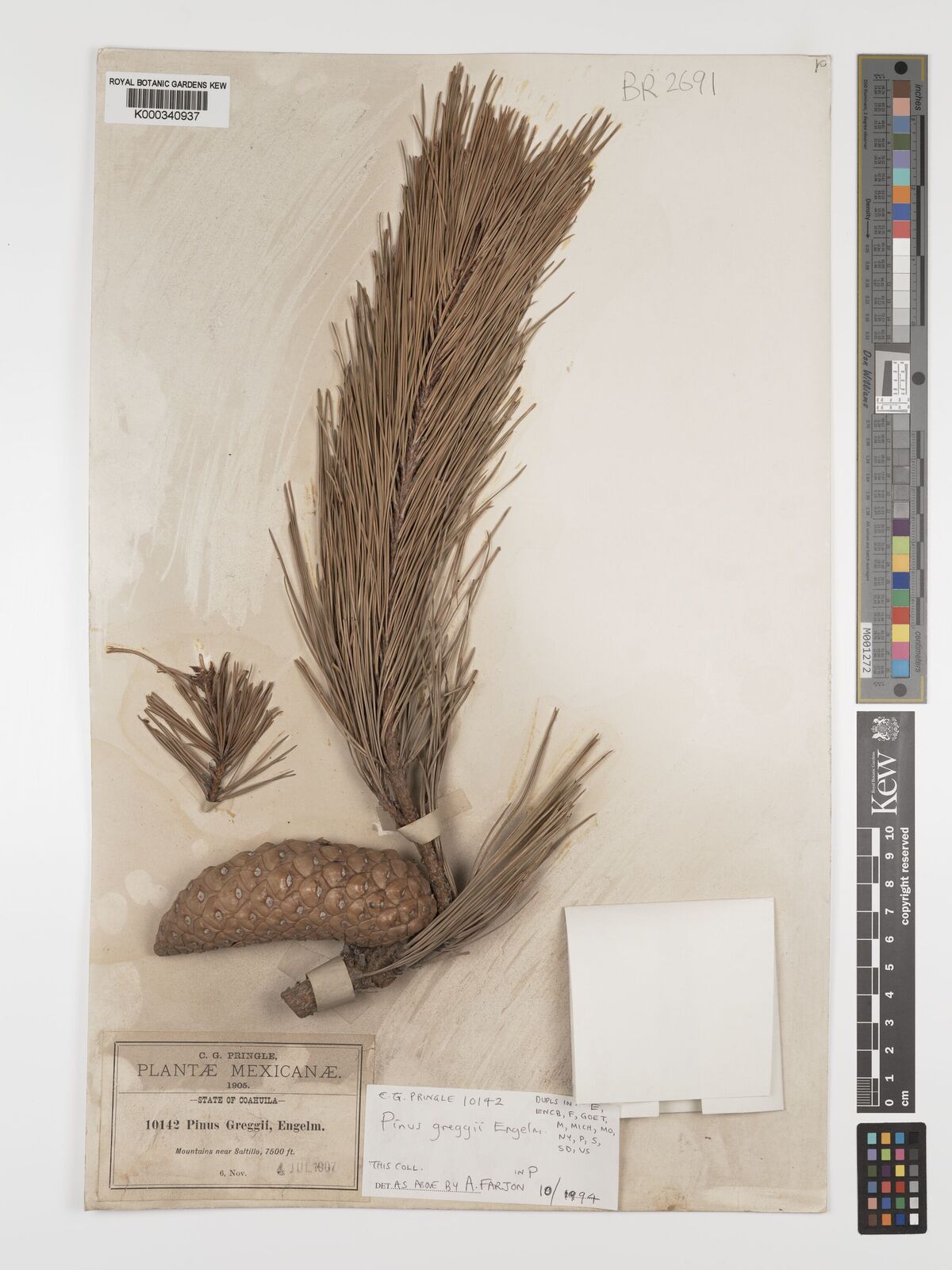 Pinus greggii var. greggii | Plants of the World Online | Kew Science