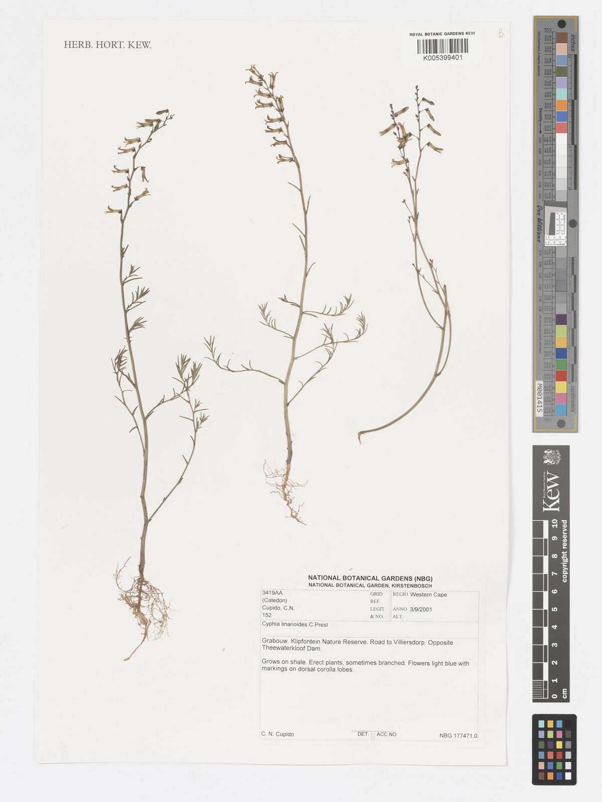 Cyphia linarioides C.Presl | Plants of the World Online | Kew Science