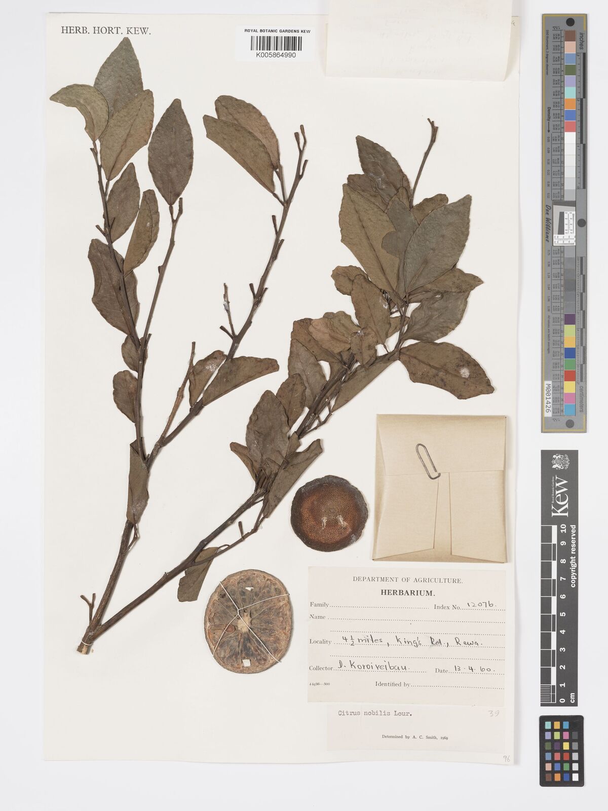 Citrus × aurantium f. aurantium | Plants of the World Online | Kew Science