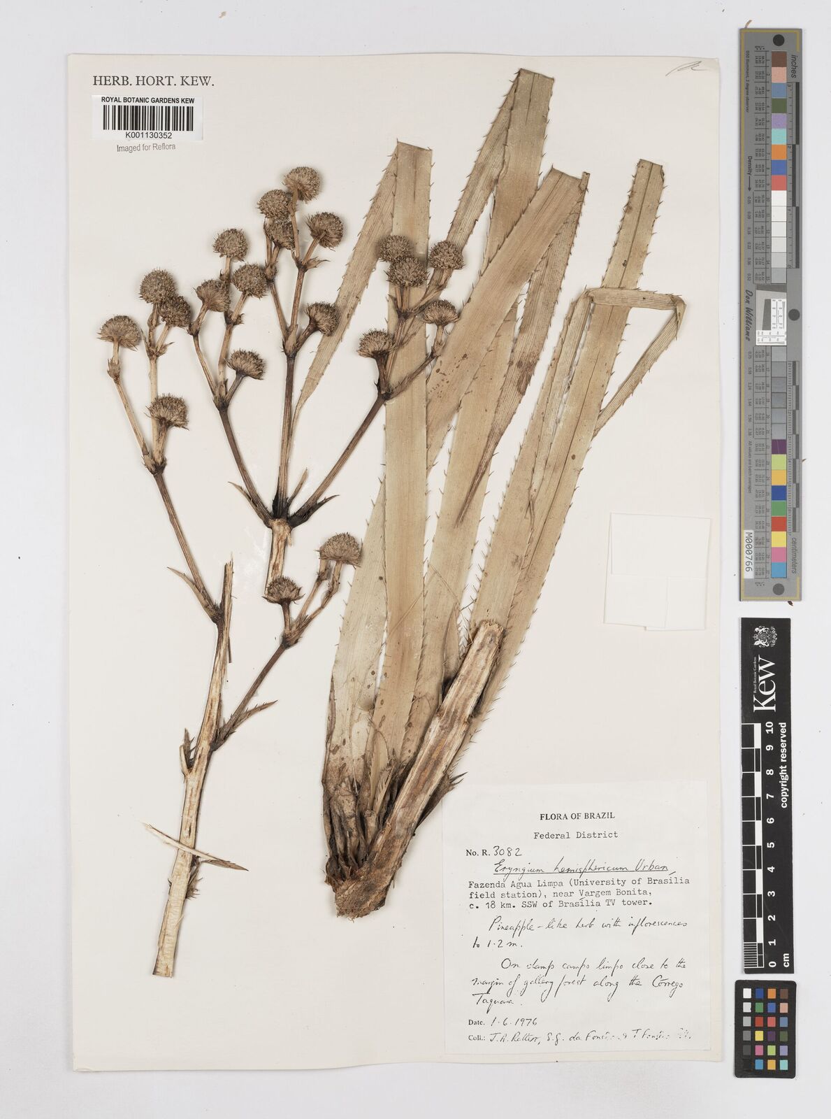 Eryngium hemisphaericum Urb. | Plants of the World Online | Kew Science