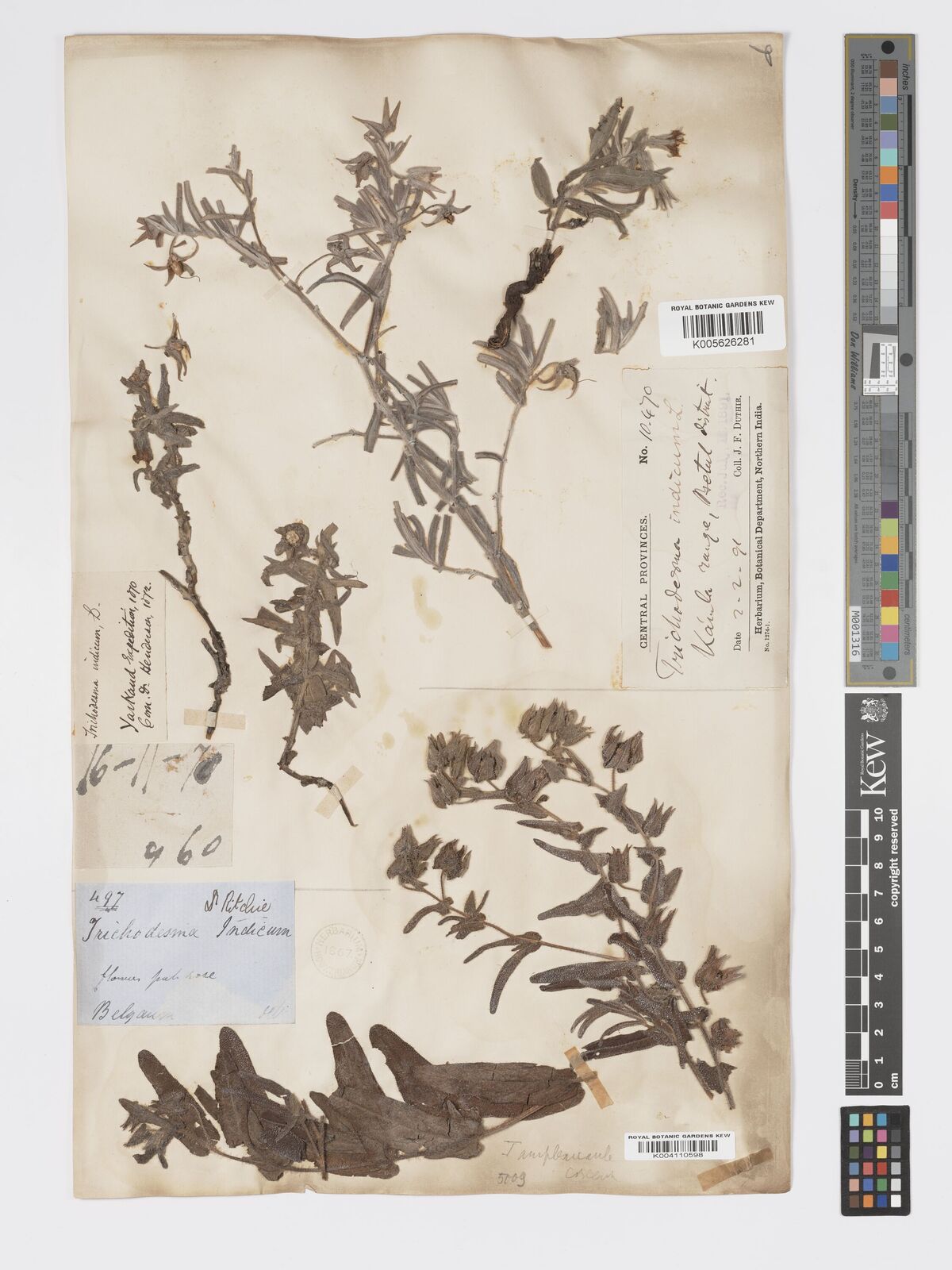 Trichodesma indicum (L.) Sm. | Plants of the World Online | Kew Science