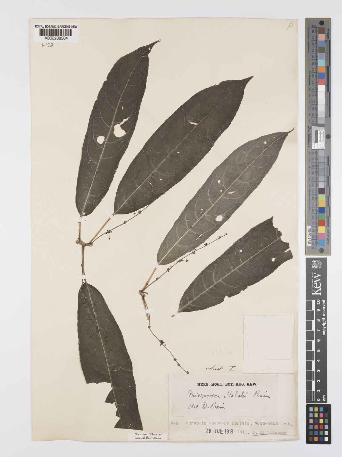 Micrococca Benth. | Plants of the World Online | Kew Science