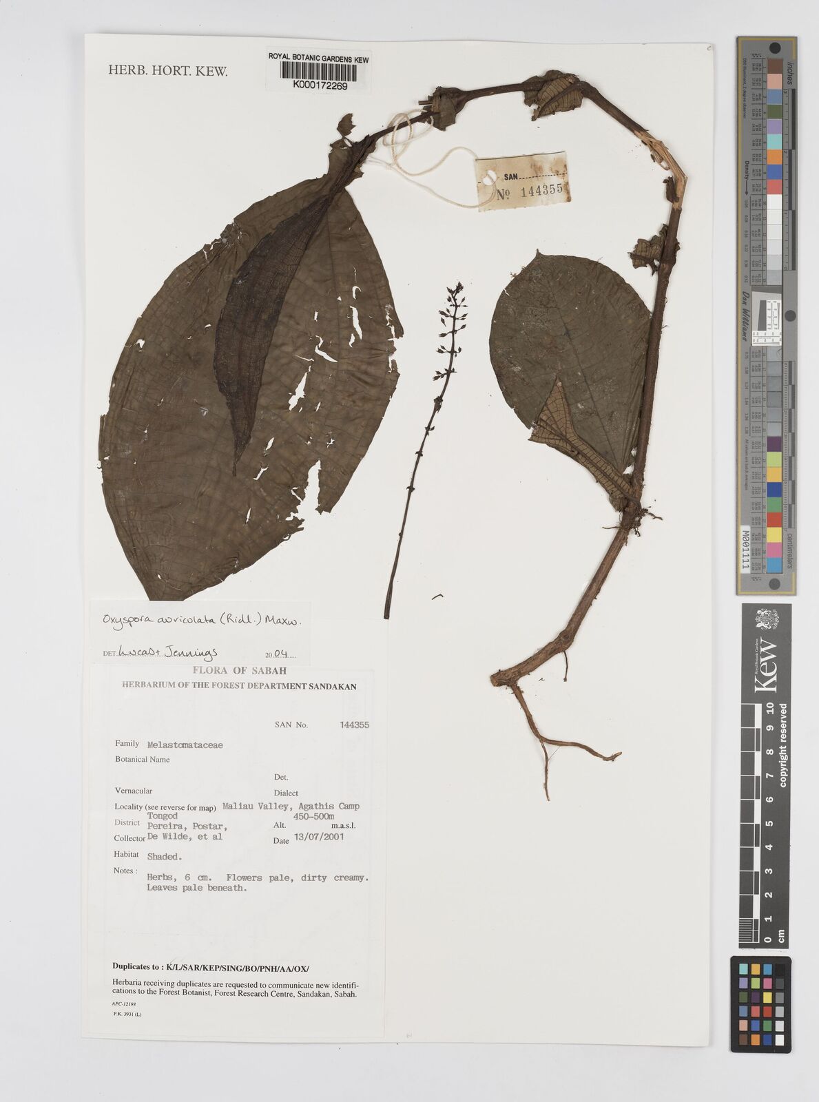 Oxyspora auriculata (Ridl.) J.F.Maxwell | Plants of the World Online ...
