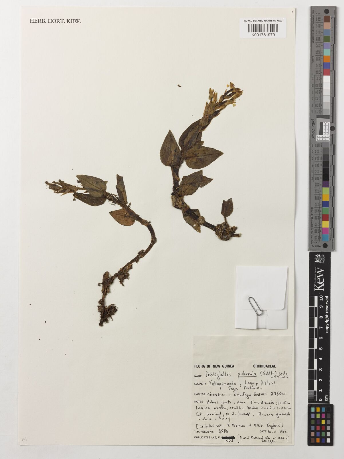 Odontochilus puberulus (Schltr.) J.M.H.Shaw | Plants of the World ...