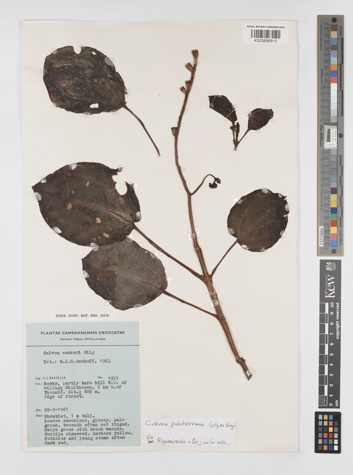 Calvoa pulcherrima Gilg ex Engl. | Plants of the World Online | Kew Science