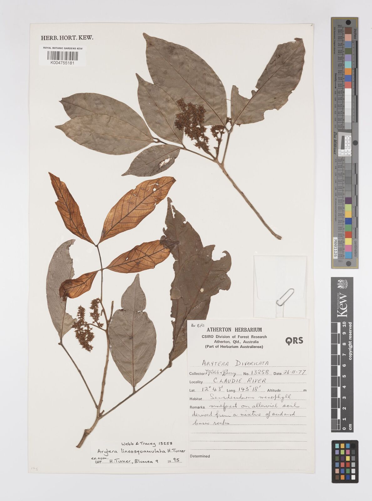Arytera lineosquamulata H.Turner | Plants of the World Online | Kew Science
