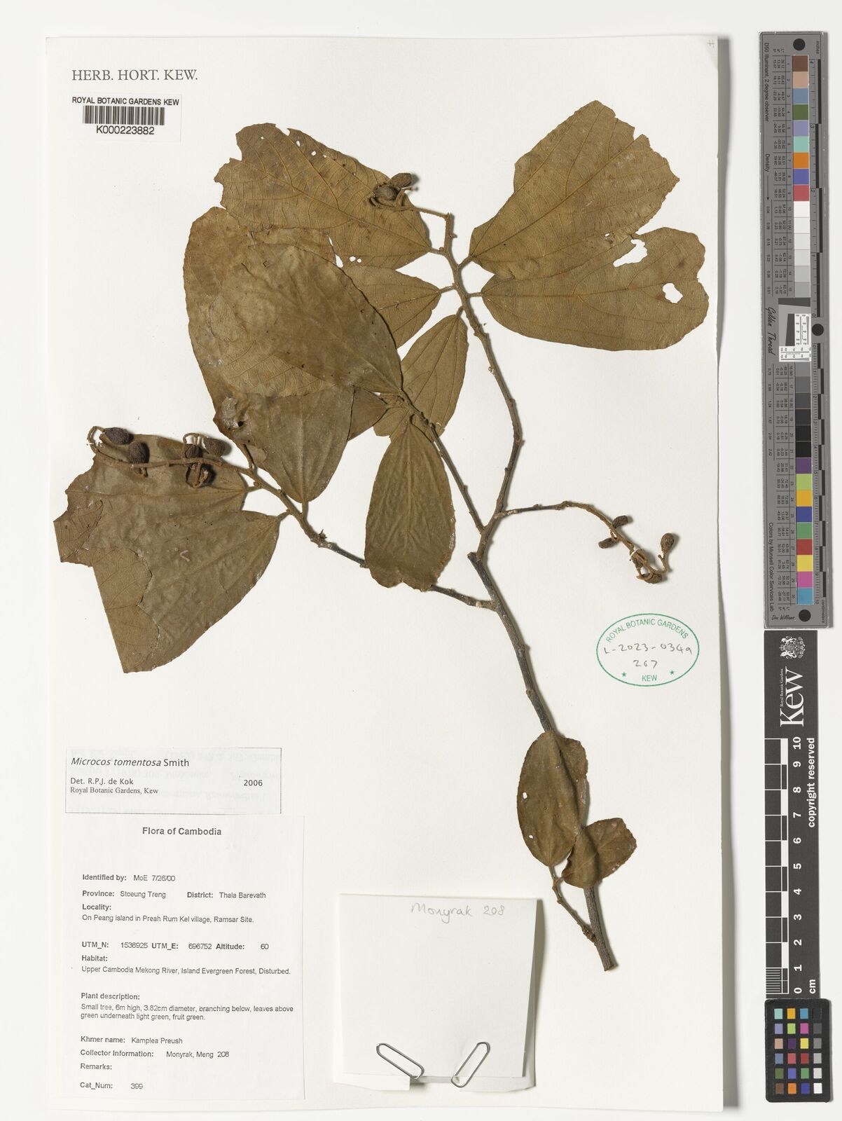Microcos tomentosa Sm. | Plants of the World Online | Kew Science