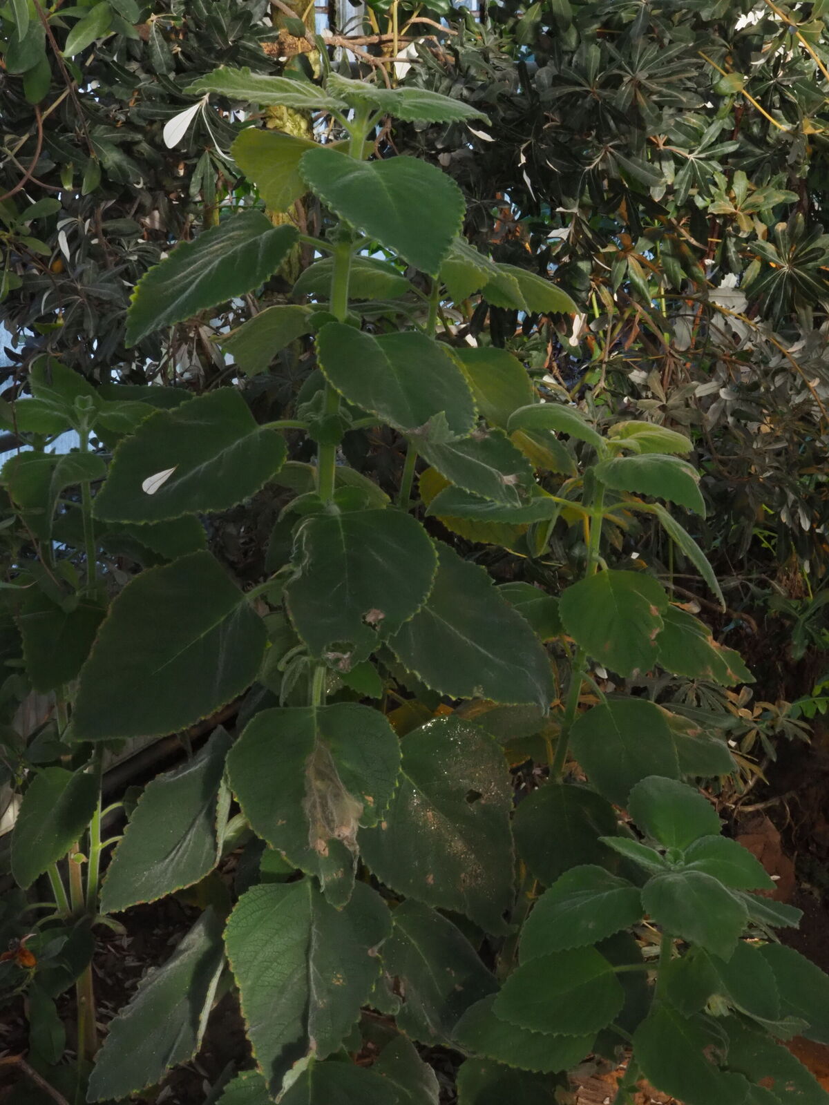 Coleus bellus (P.I.Forst.) P.I.Forst. | Plants of the World Online ...