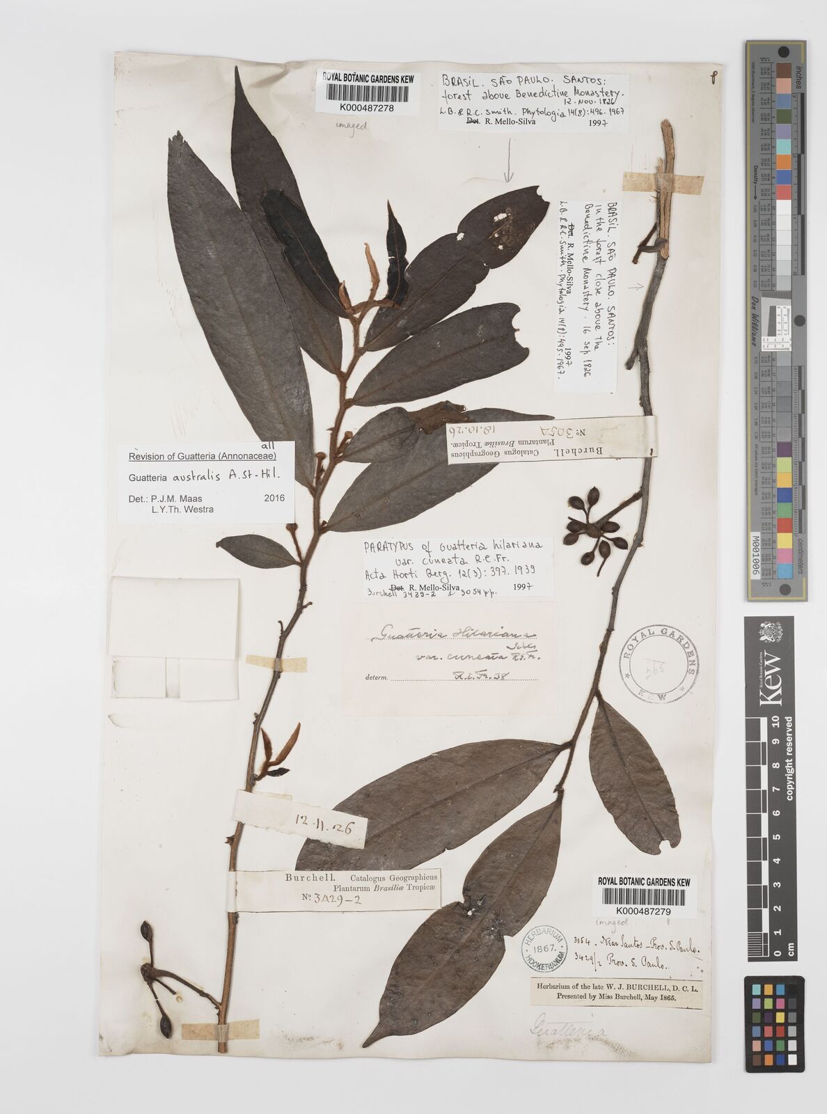 Guatteria australis A.St.-Hil. | Plants of the World Online | Kew Science