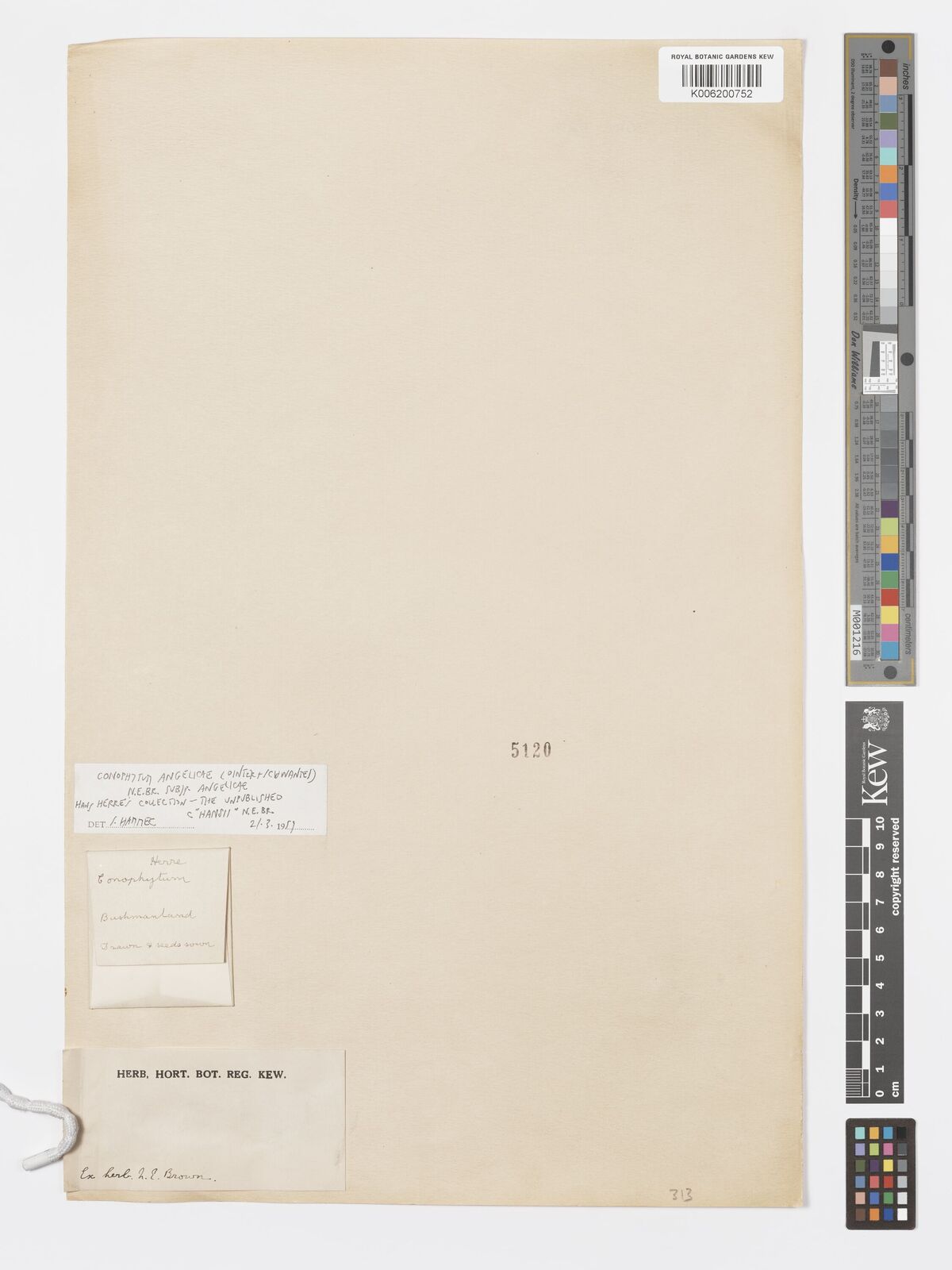 Conophytum angelicae (Dinter & Schwantes) N.E.Br. | Plants of the World ...