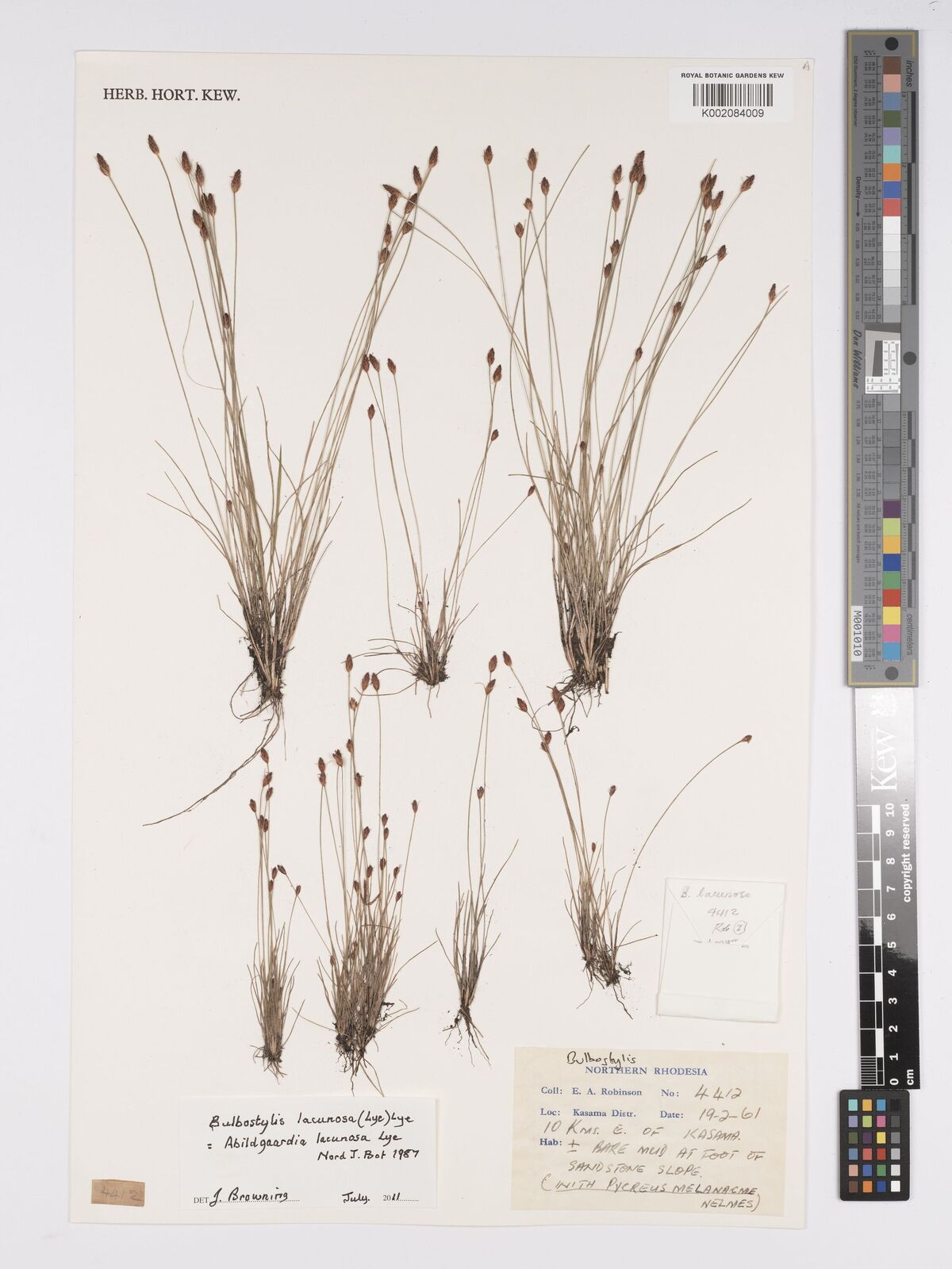 Bulbostylis lacunosa (Lye) Lye | Plants of the World Online | Kew Science