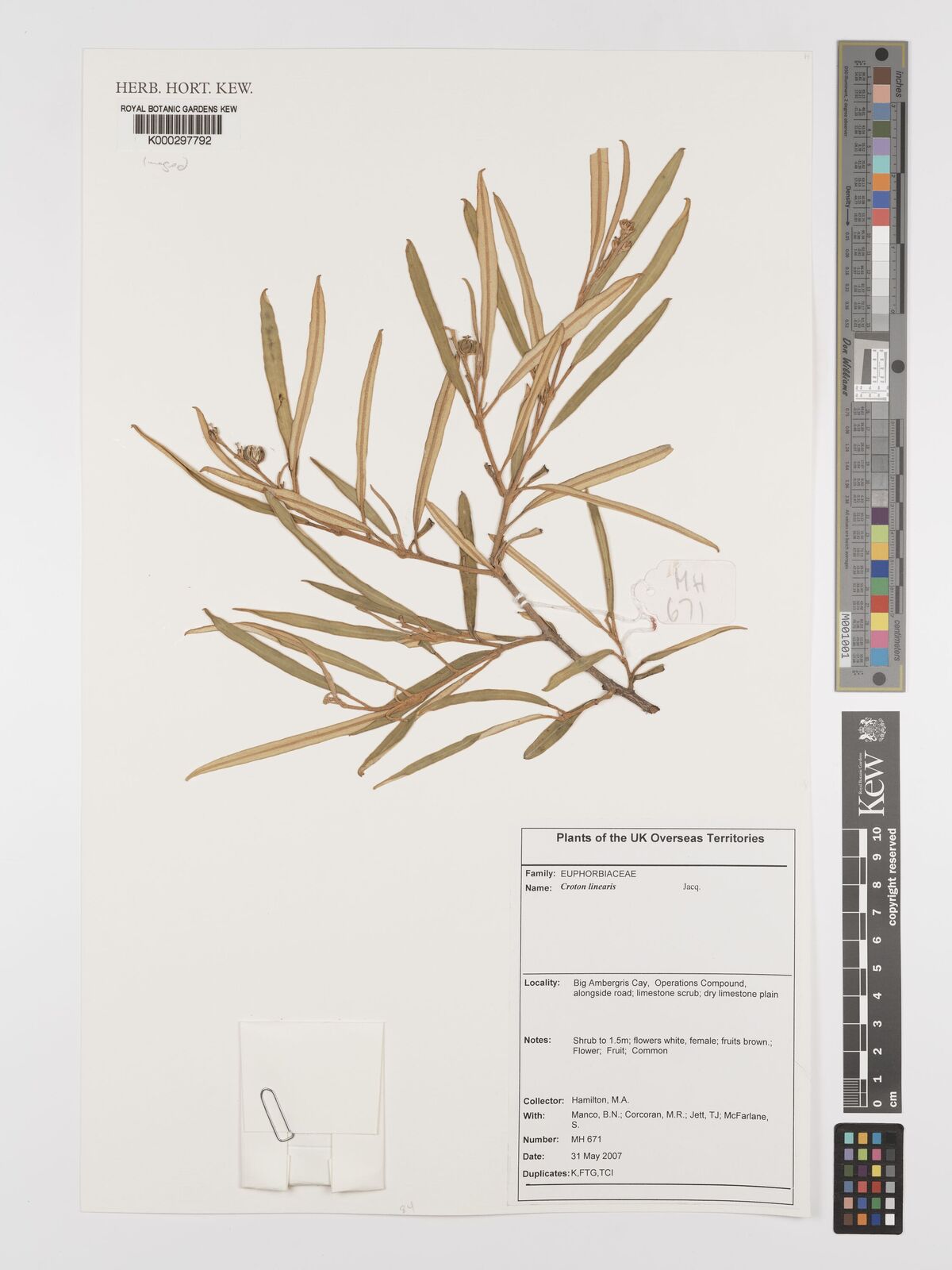 Croton linearis Jacq. | Plants of the World Online | Kew Science