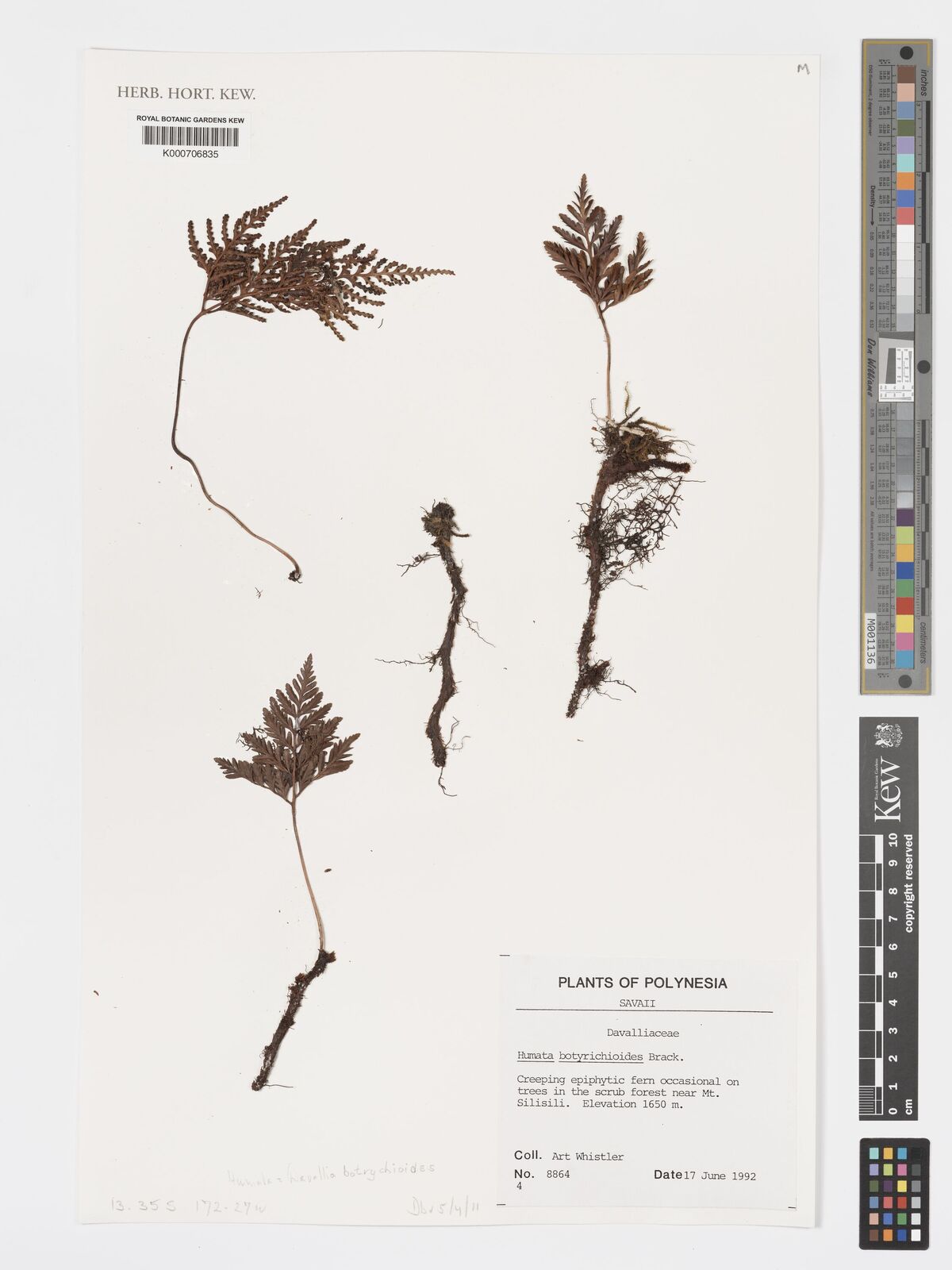 Davallia repens (L.f.) Kuhn | Plants of the World Online | Kew Science