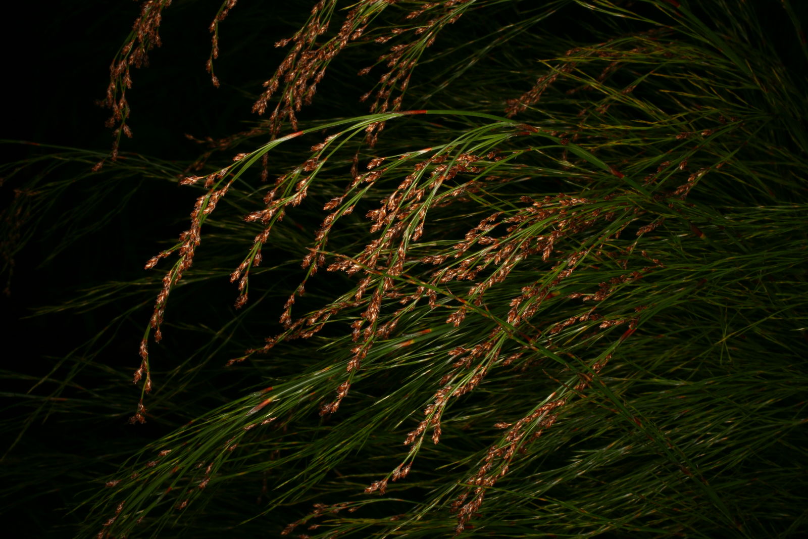 Restio paniculatus Rottb. | Plants of the World Online | Kew Science