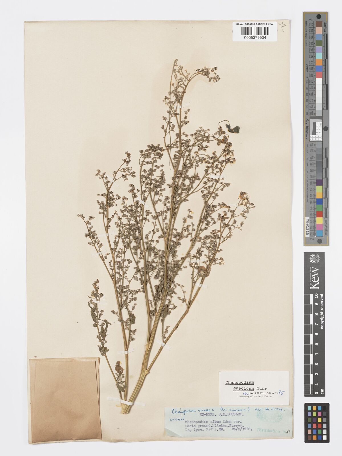 Chenopodium suecicum Murr | Plants of the World Online | Kew Science